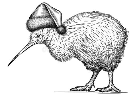 Kiwi Bird Drawing
