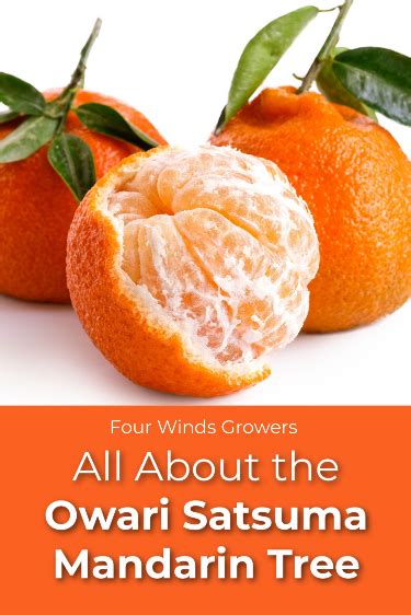 Best 13 All About The Kishu Mandarin Tree Artofit