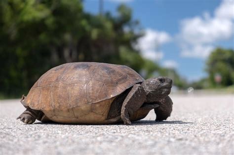 Premium Photo Wild Gopher Tortoise Crossing Rural Street In Southern
