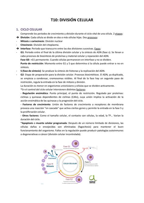 T10 División Celular Warning Tt Undefined Function 32 Warning Tt Undefined Function 32