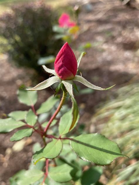 장미 꽃 Pixabay의 무료 사진