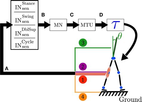 closed loop information flow of the fbl model a sensors signals