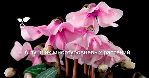 6 лучших многоуровневых растений Комнатные с ярусным эффектом Список названий с фото