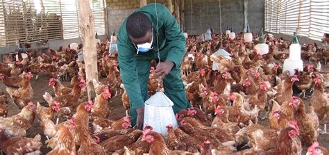 How Artificial Intelligence Is Transforming The Poultry Industry In The Latest Poultry World