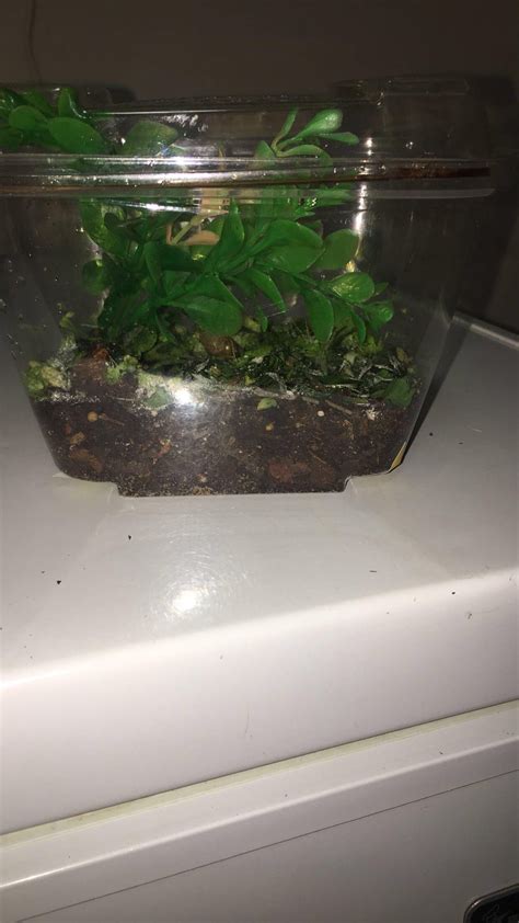 Update On The Bulimulus Sporadicus I Found In My Camper Rsnails