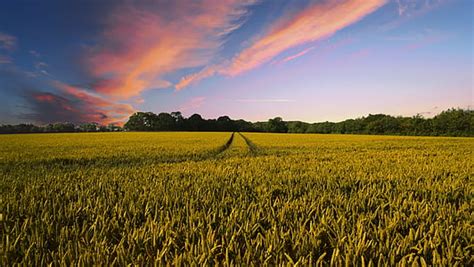 Free Photo Farm Grass Field Skyline Spring Livestock Countryside Hippopx
