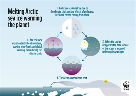 Arctic Sea Ice In The Hot Seat Wwf Arctic