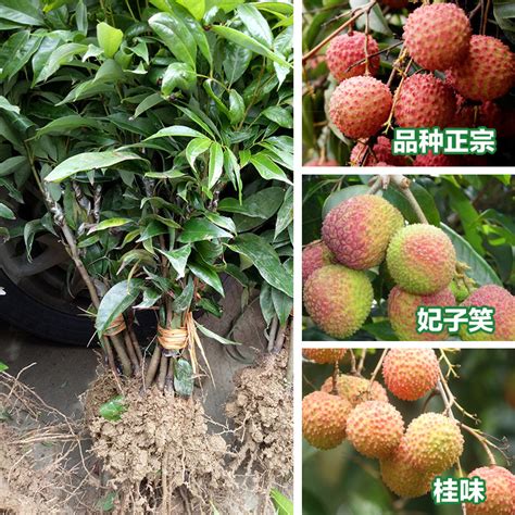 荔枝树苗妃子笑桂味正宗品种嫁接苗庭院植物南方广西发货一棵包邮 虎窝淘