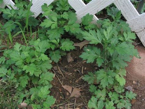 Mugwort Facts And Health Benefits 46 Off