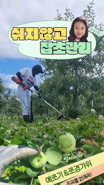 사과 과수원 일상 예초기 And 조경가위로 잡초 관리해요 Youtube
