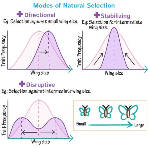 Balancing Selection Biology