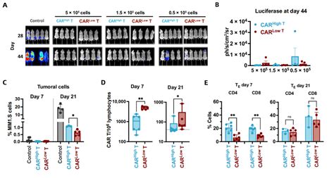 单细胞测序揭秘car密度如何影响car T细胞抗肿瘤效果 知乎
