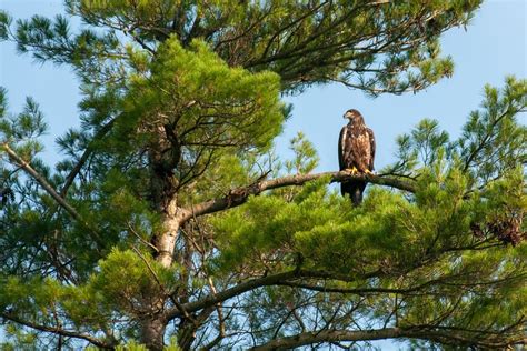 Daniel Ngoo Yik Shaw