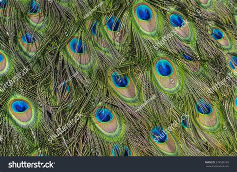 Peacock Tail Pattern Stock Photo Shutterstock