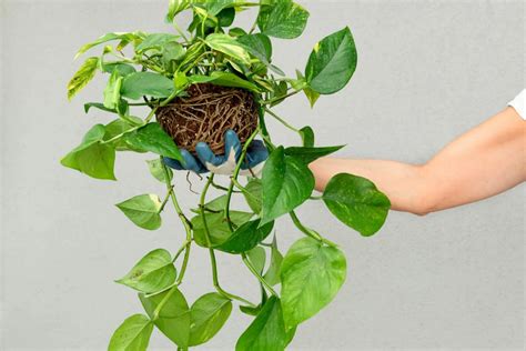 How To Grow Trailing Pothos 7 Solutions To Get Pothos To Trail Diy