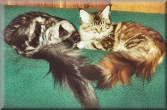 Adult Maine Coon Gallery