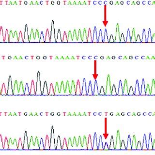 Sanger Sequence Analysis III 1 And III 2 Are The Normal Parents Wild Download Scientific