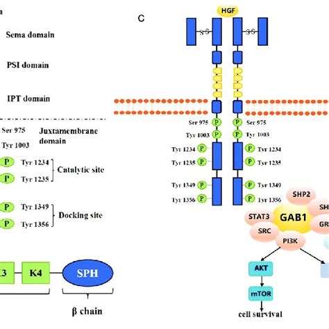 A The Structure Of C Met B The Structure Of Hgf C Hgf C Met Download Scientific Diagram