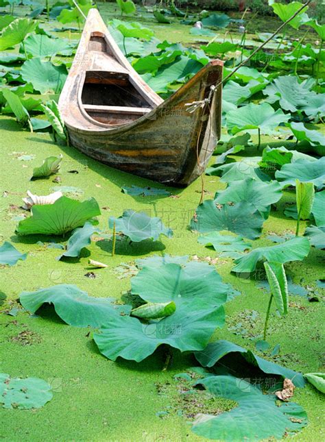 荷花 船 池塘 充满的 自然 垂直画幅 水 公园 无人 夏天