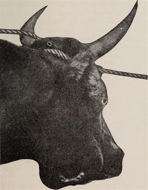 The Description Of Lumpy Jaw In Cattle