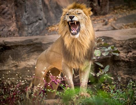 Premium Photo Male Lions Roaring Standing On The Natural Environment