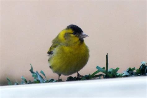 Passereau Jaune Et Noir