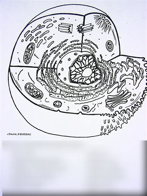 Labeled Plant And Animal Cell Diagram
