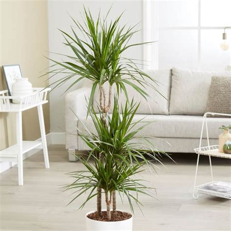 Tall Indoor Plants With Big Leaves