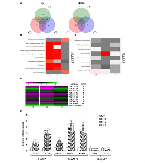 Rna Seq Analysis And Rt Qpcr Verification A Venn Diagrams Of All Download Scientific