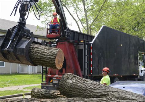 Tree Removal Companies In Toronto Edmonton Or Ottawa
