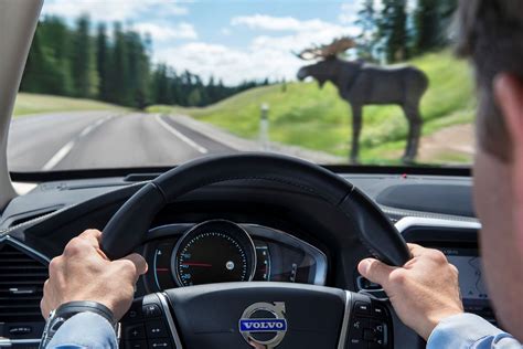 What Is The Moose Test Capital One Auto Navigator