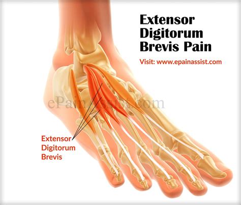 Extensor Digitorum Longus Muscle