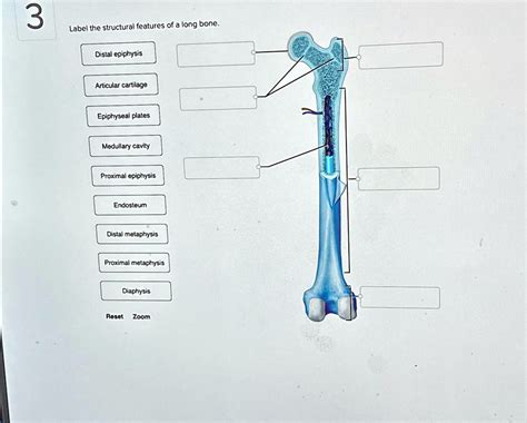 Solved 3 Label The Structural Features Of A Long Bone 3 Label The Structural Features Of A