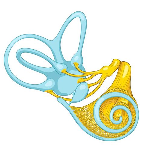 Unlabeled Outer Ear Diagram