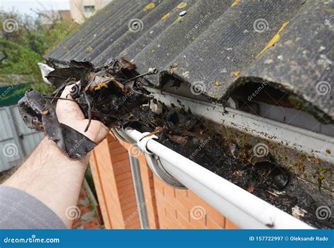 Roofer Cleaning Rain Gutter From Leaves In Spring Roof Gutter Cleaning