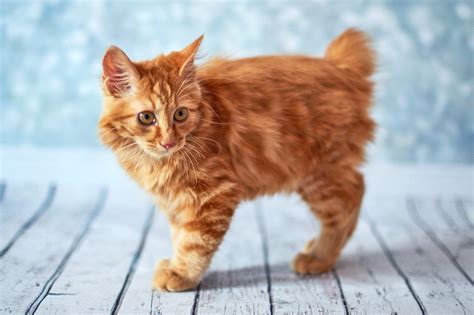 American Bobtail Cat Breed Description And Care Guide American