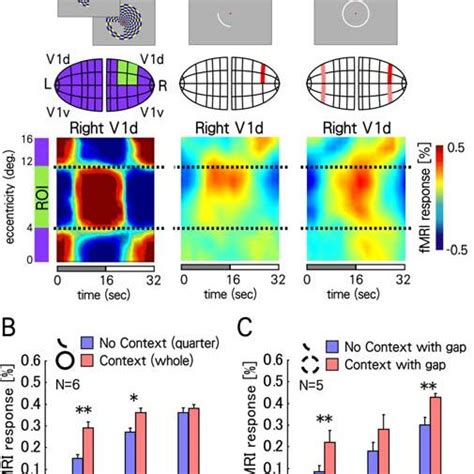 Separated Visual Field Representations On The Early Visual Cortex Download Scientific Diagram