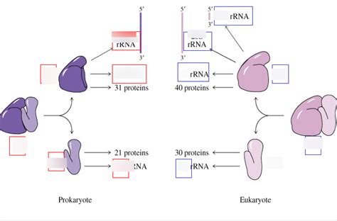 Trna And Rrna Diagram Quizlet