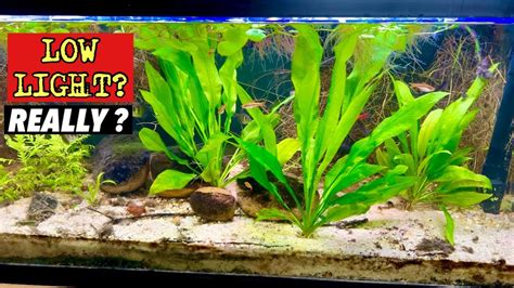 How To Grow And Care For Amazon Sword Aquarium Plant How Much Light