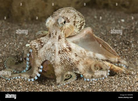 Coconut Octopusamphioctopus Marginatus Inside An Empty Snail Shell