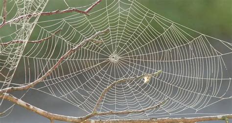 9 Types Of Spider Webs Identification Pictures And Spiders