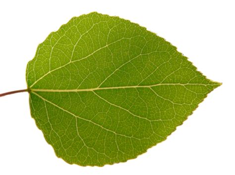 Green Aspen Leaf Single Detail Alive Biology One Care Png