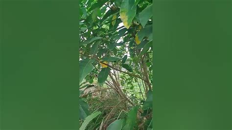 কত সুন্দর কাশফুল সেই কাশফুল Youtube