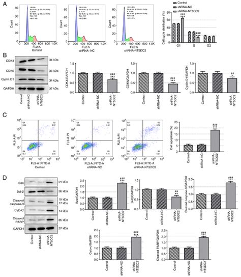 Knockdown Of Nt5dc2 Induces Diffuse Large B Cell Carcinoma Cell Cycle