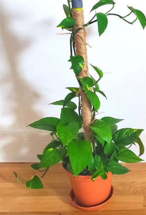 13 Diy Pothos Trellis Ideas Hello Lidy