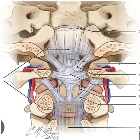 Diagram Of Atlanto Occipital Ligaments Quizlet
