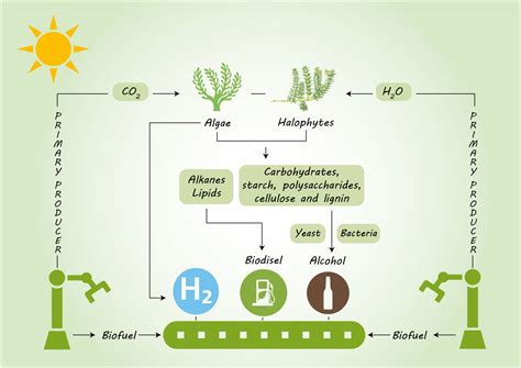 Frontiers Potential Use Of Saline Resources For Biofuel Production