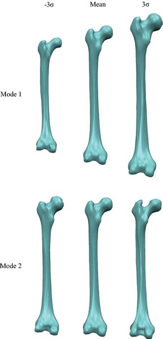 Automatic Construction Of Statistical Shape Models Using Deformable Simplex Meshes With Vector