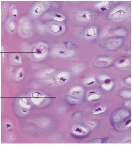 Anatomy Tissue Lab Flashcards Quizlet