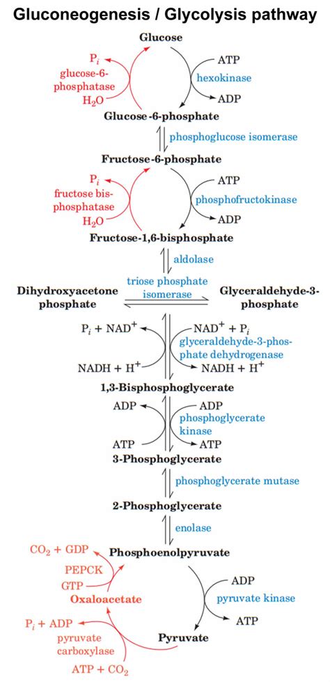 Gluconeogenesis Porcess Steps And Pathway